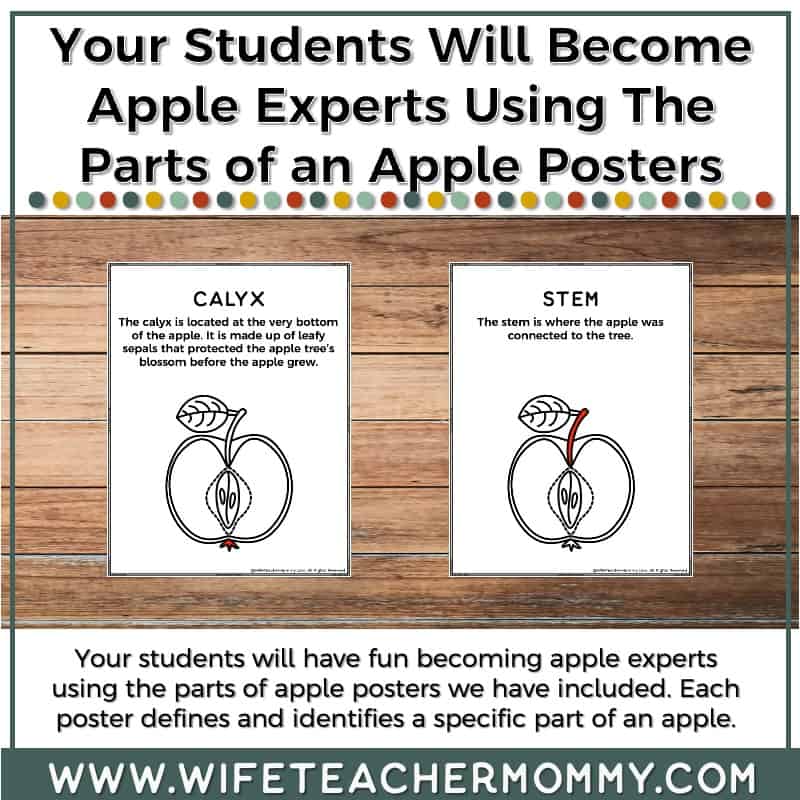 September Monthly Art Activity Parts of an Apple Art Project for Lower ...